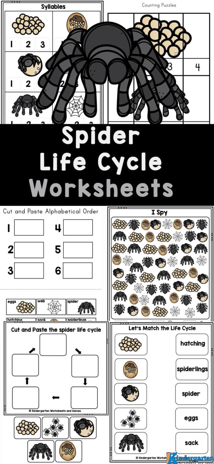 🕷️ FREE Printable Spider Life Cycle Worksheets for Kids