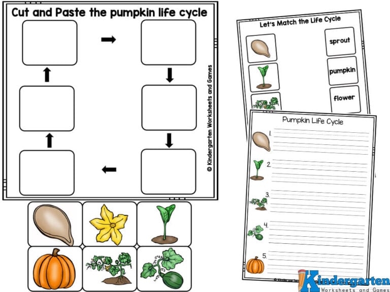 🎃 FREE Printable Pumpkin Life Cycle Worksheets for Kids