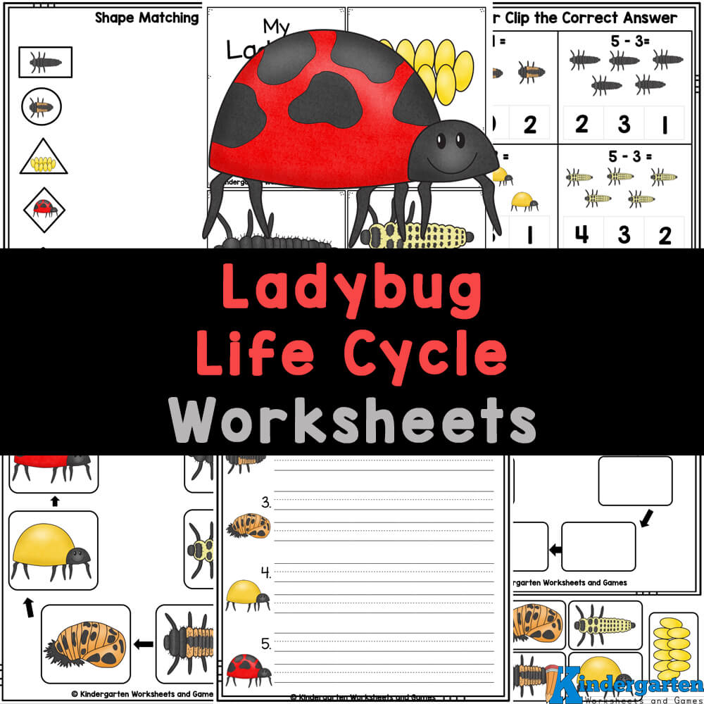Printable Ladybug Life Cycle Activities For Preschool