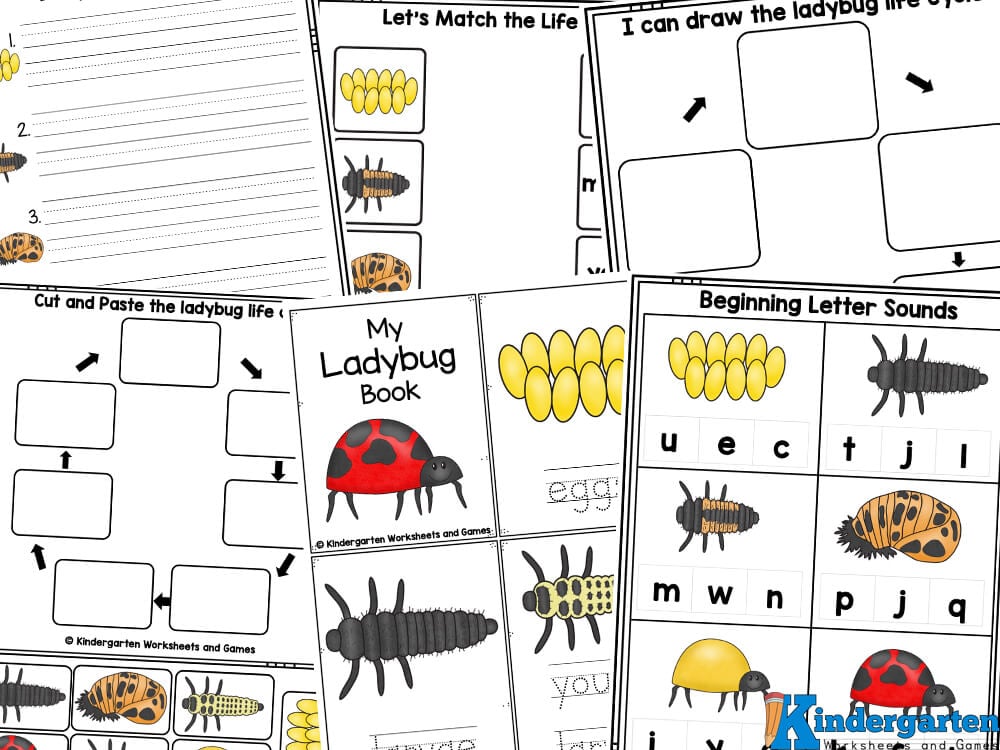 🐞 FREE Printable Ladybug Life Cycle Worksheets for Kids