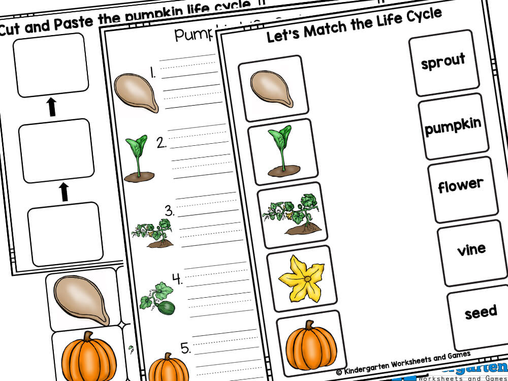 🎃 FREE Printable Pumpkin Life Cycle Worksheets for Kids