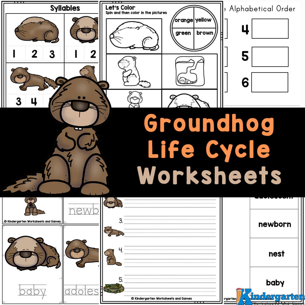 🐞🐝🦋🦟 FREE Printable Insect Life Cycle Mini-Book