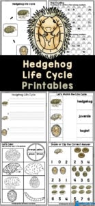 🦔 FREE Hedgehog Life Cycle Worksheets for Kids