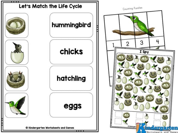 Free Printable Hummingbird Life Cycle Worksheets for Kids