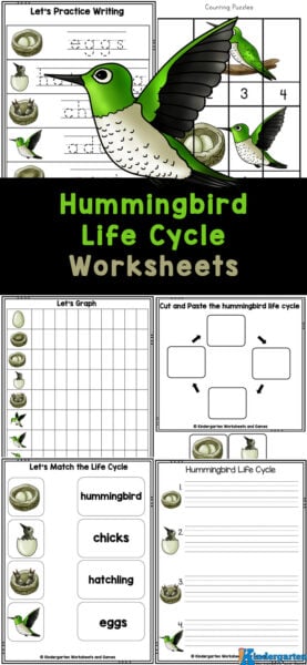 Free Printable Hummingbird Life Cycle Worksheets for Kids
