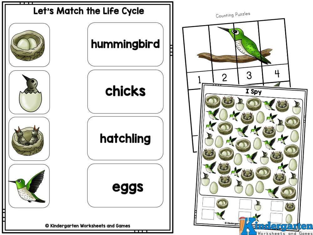 Free Printable Hummingbird Life Cycle Worksheets for Kids