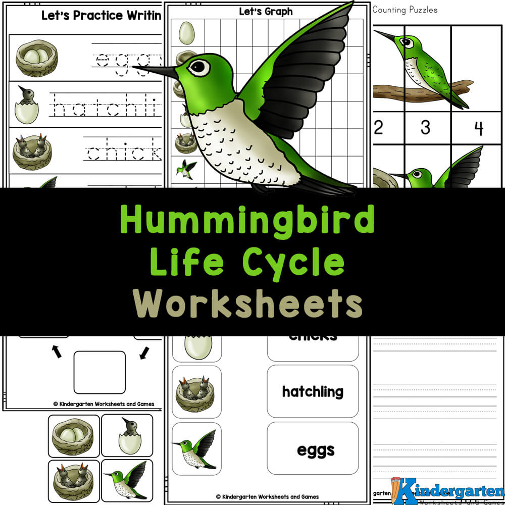 Hummingbird Worksheet KS2 Reading Comprehension Hummingbirds