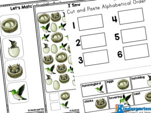 Free Printable Hummingbird Life Cycle Worksheets for Kids