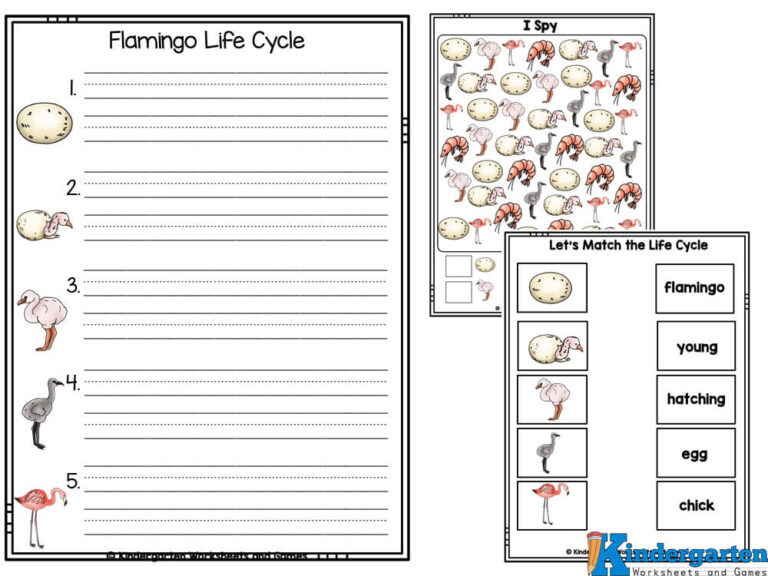 FREE Printable Flamingo Life Cycle Worksheets for Kids