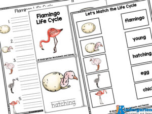 FREE Printable Flamingo Life Cycle Worksheets for Kids