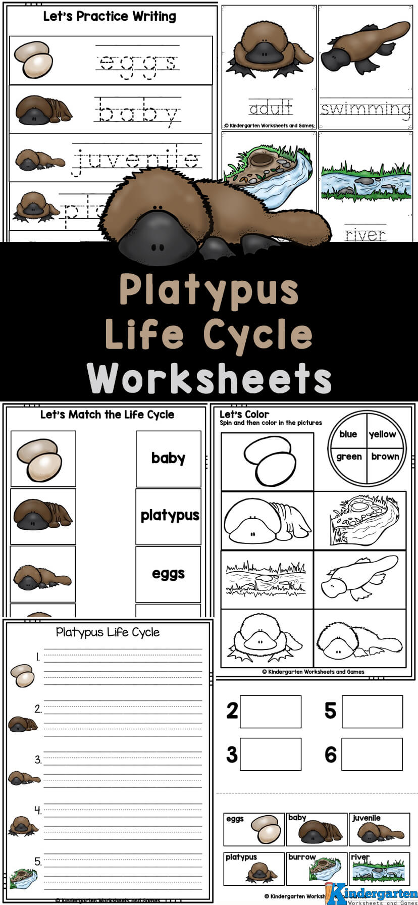 FREE Printable Platypus Life Cycle Worksheets for Kids