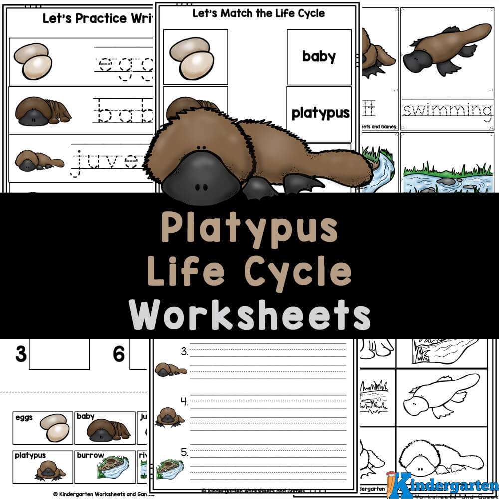 🐧 Penguin Life Cycle Worksheets for Kids