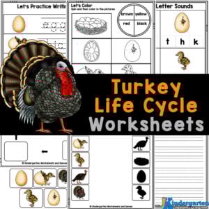 🦃 FREE Printable Turkey Life Cycle Worksheets and Activities
