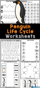 🐧 Penguin Life Cycle Worksheets for Kids