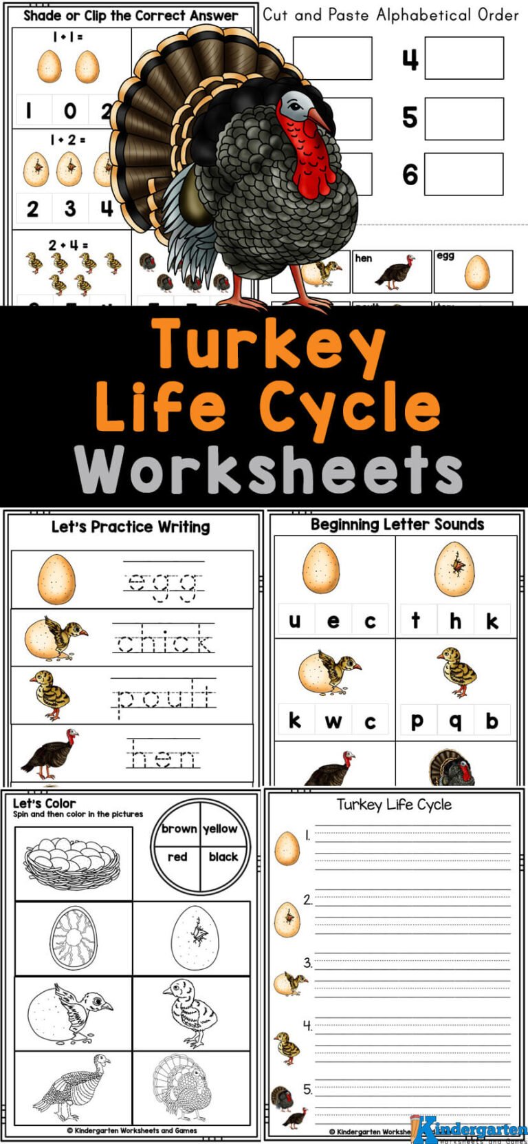🦃 FREE Printable Turkey Life Cycle Worksheets and Activities