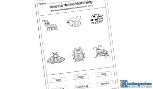 🐛 Insects Worksheets for Kindergarten