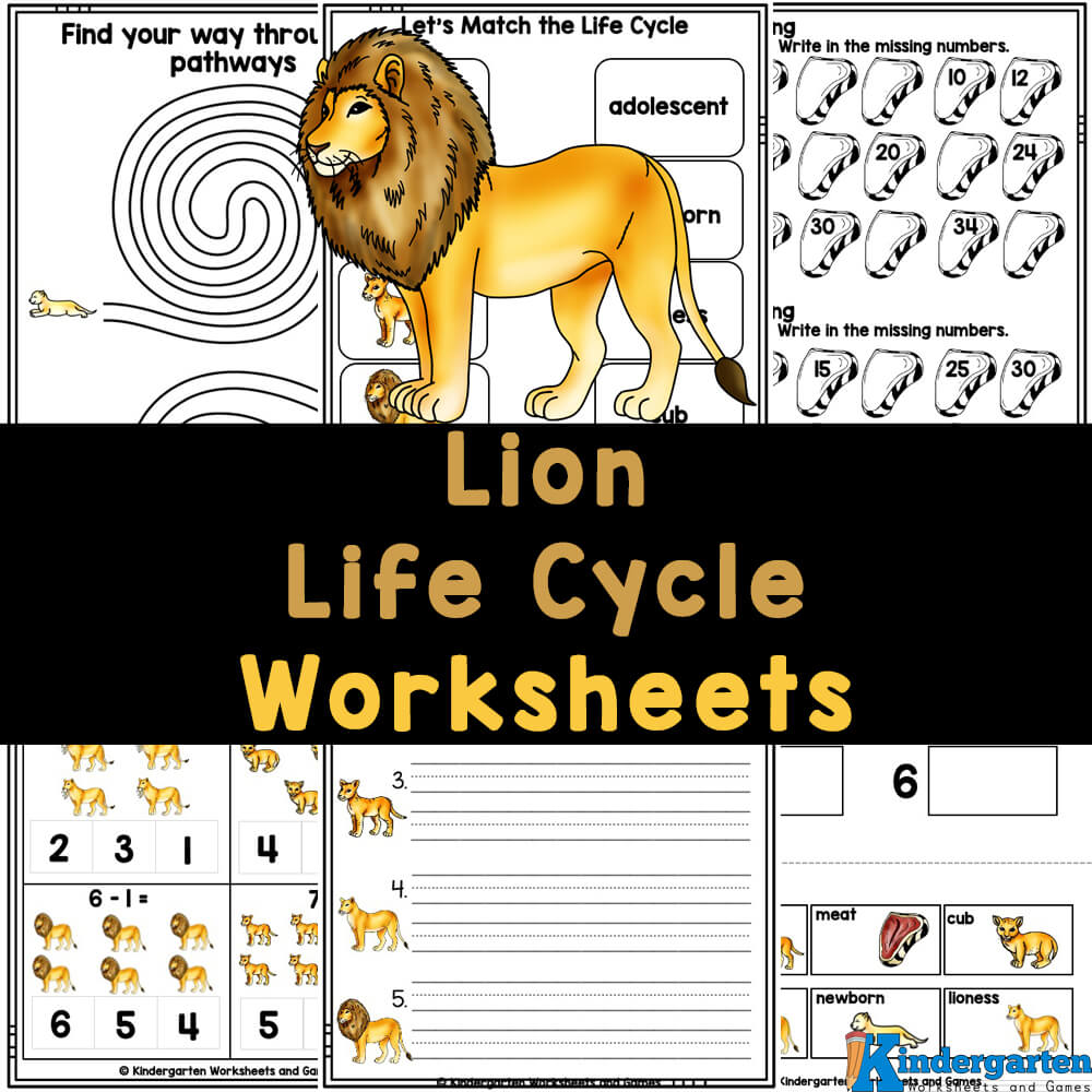 Lion Life Cycle Lion Farming And Canned Lion Hunting | END Trophy