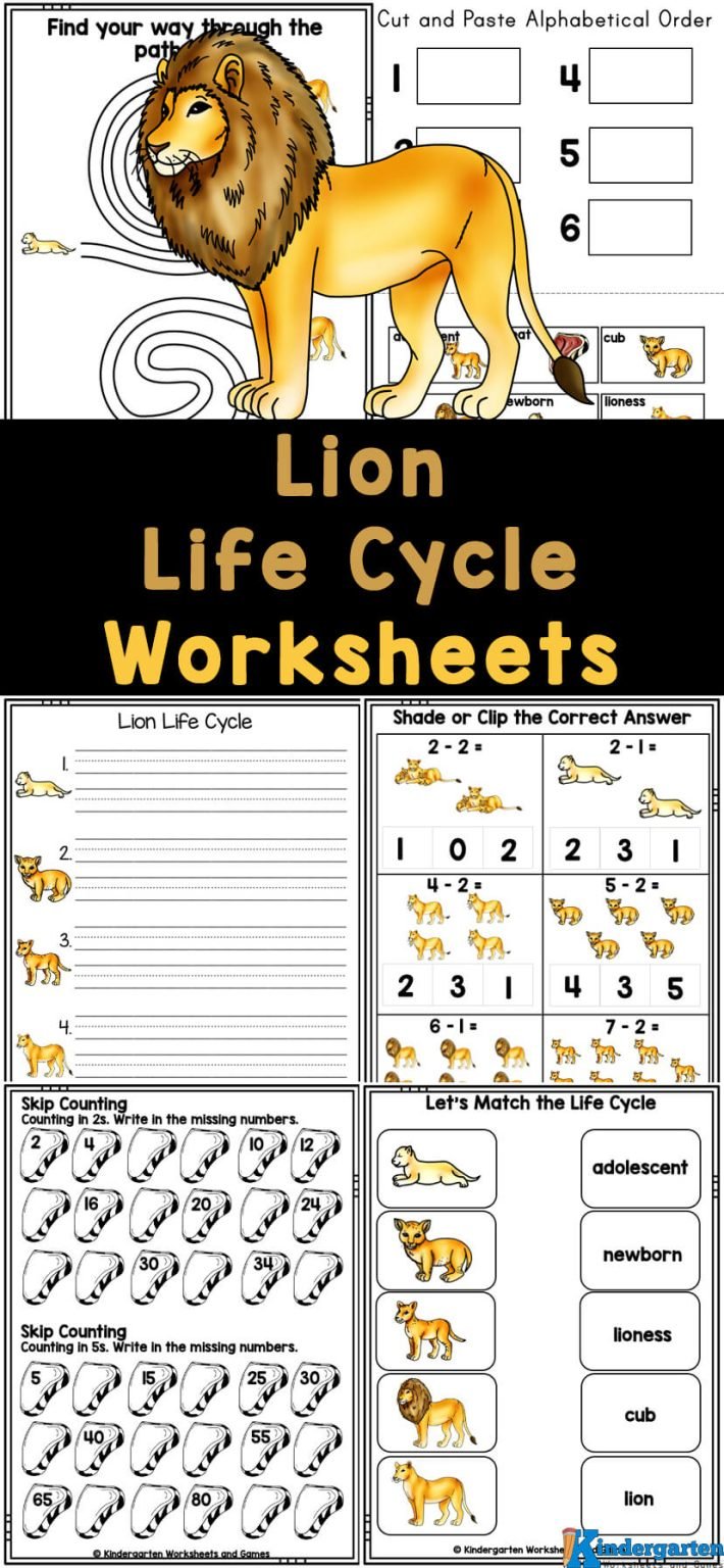 🦁 Free Printable Lion Life Cycle Worksheets for Kids