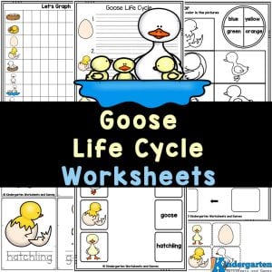 From Egg to Flight: Exciting Goose Life Cycle Activities